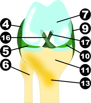 anatomie du genou – Le Centre Chirurgical De L'ARTHROSE