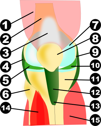 anatomie du genou – Le Centre Chirurgical De L'ARTHROSE