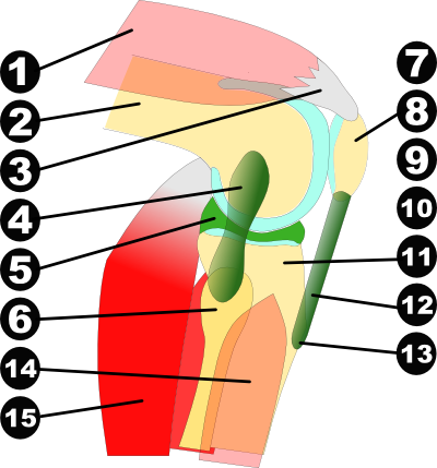 anatomie du genou – Le Centre Chirurgical De L'ARTHROSE